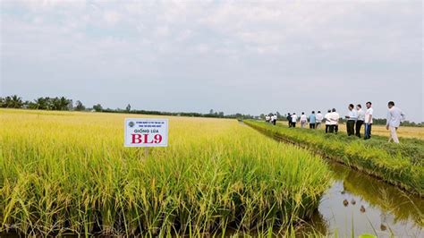 Bạc Liêu Giống Lúa Bl9 Trên Vùng đất Tôm Lúa Gắn Với Liên Kết Bao