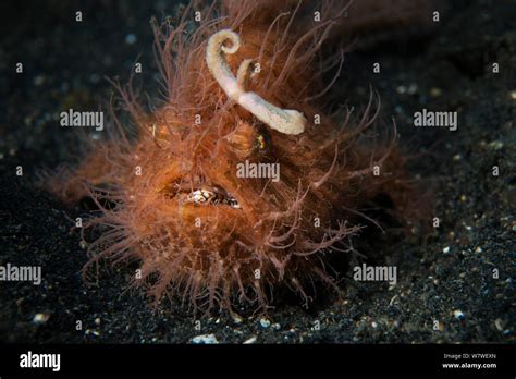 Hairy Frogfish Antennarius Striatus Showing Worm Like Esca Lure