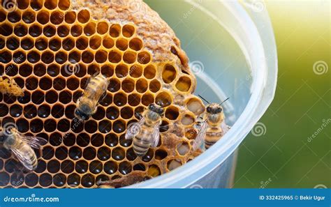 Bee Larvae Cocoons And Pollen In Honeycombs Stock Image Cartoondealer