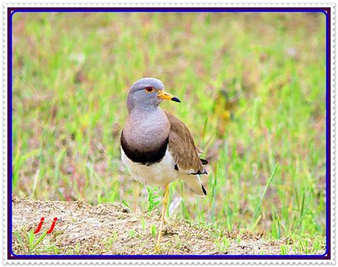 野鳥撮影 ケリ 鳥撮るじーさんのブログ