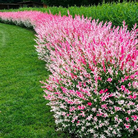 8 Dappled Willow Cuttings To Grow Stunnning Tricolor Leafs Salix Integra