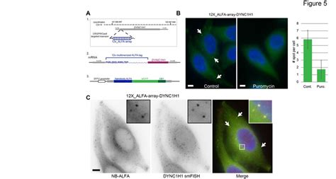 Development Of The Alfaarray System To Detect Nascent Translation In Download Scientific