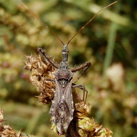 Spined Assassin Bug Sinea Diadema Insects Of Iowa