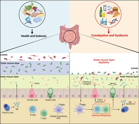 Host Supervision And Regulation Of Gut Microbiota In Constipation