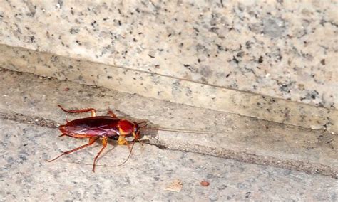 Cockroach Droppings Pest Removal Warrior