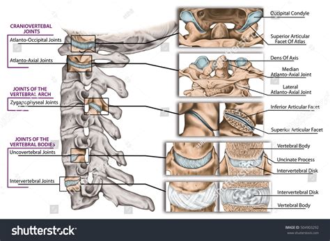Intervertebral Joint