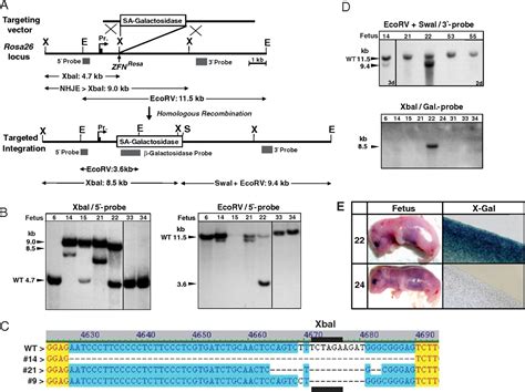 Gene Targeting By Homologous Recombination In Mouse Zygotes Mediated By Zinc Finger Nucleases Pnas