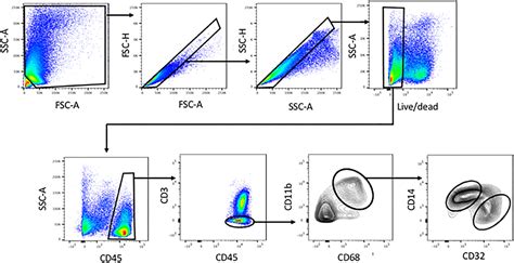 Mouse Liver Flow Cytometry At Willie Mixon Blog