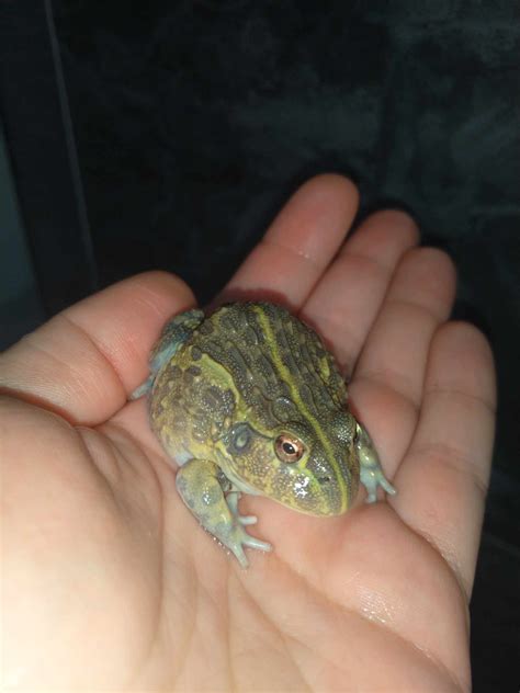 African Żaba Byk Pixycephalus Asperdsus Cb24 Facebook