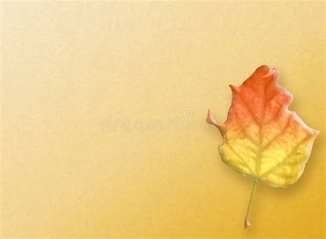 Leaf Background Orange And Yellow Fall Leaf Background Sponsored Sponsored Sponsored