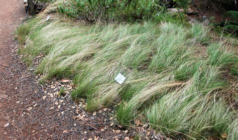 Stipa Lepida Nodding Needlegrass