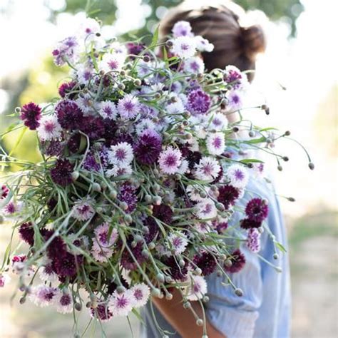 Dazzling Bachelor Buttons Bouquet Bouquetpedia