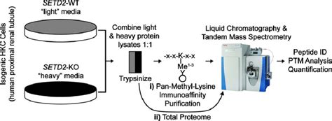 Workflow For The Identification And Quantification Of Peptides In Wild