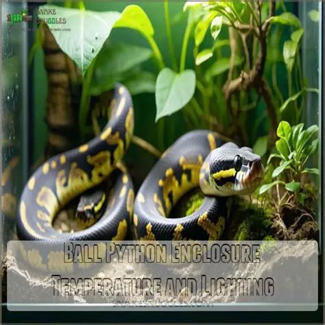 Ball Python Enclosure Size Calculator Find The Perfect Fit