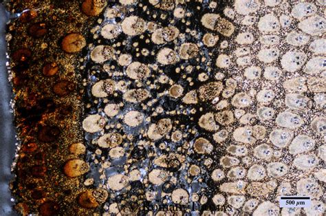 Cryosophileae Thrinax Or Hemithrinax Palm Id