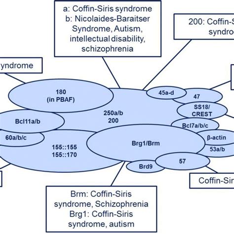 BAF Complex Subunit Switches During Mammalian Development BAF Complex Download Scientific