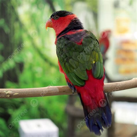 Eclectus Parrot Sign Wing Flying Photo Background And Picture For Free