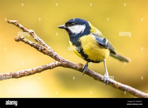 Great Tit Parus Major Garden Bird Perched On Branch With Beautiful