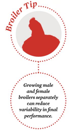 Flock Management Tip For Broilers Separate Sex Growing The Poultry Site