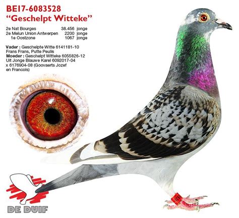 Cyriel And Carl Lambrechts Duivenmagiërs Uit Berlaar De Duif