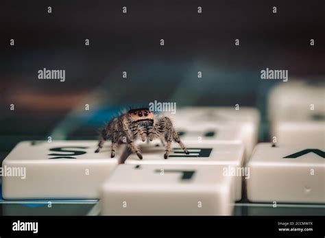 Small Jumping Spider Phiddipus Regius Sitting On Part Of Desk Game On Letter From Scrabble