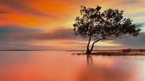 Tree By The Water During Sunset 4k Hd Wallpaper Rare Gallery