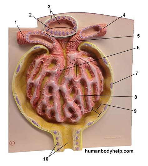 Renal Corpuscle Diagram Quizlet