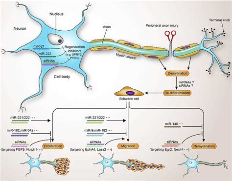 Understanding The Complex Pathways Of Nerve Communication