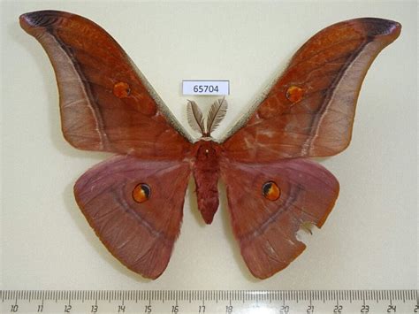 Saturniidae Antheraea Assamensis Vietnam Fareastinsects