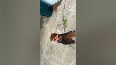 Walking Brouno 💚 Youtube