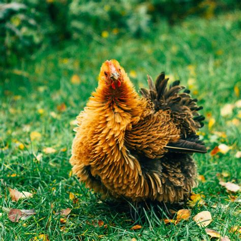 Fluffy Chicken Breeds A Casual Guide To The Coziest Hens