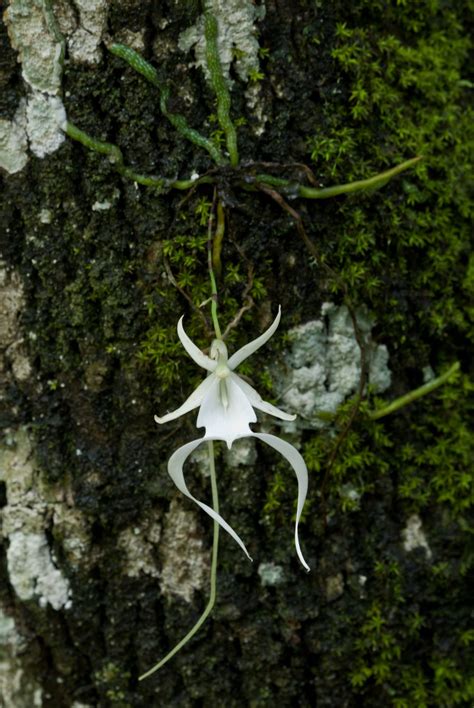 Dendrophylax Lindenii Ghost Orchid Orchids Strange Flowers Rare