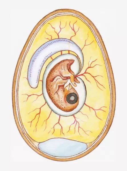Prints Of Illustration Of Yoke Sac And Amniotic Membrane Surrounding