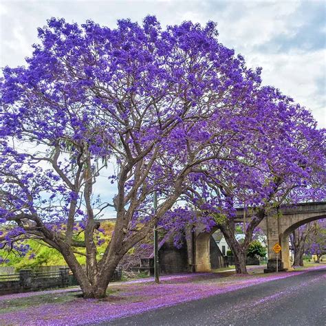 Potted Tree Jacaranda At Carroll Zabala Blog