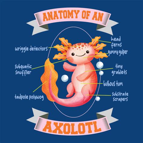 Anatomy Of An Axolotl Cute Axolotl Anatomy Teachers T Zsm7e Bucket