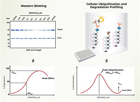 Protac® Degradation Assays Lifesensors