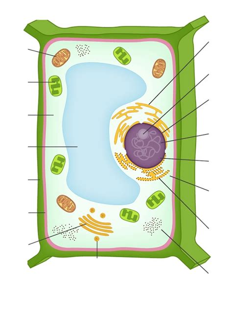 Ultrastructure Plant Cell Diagram Quizlet