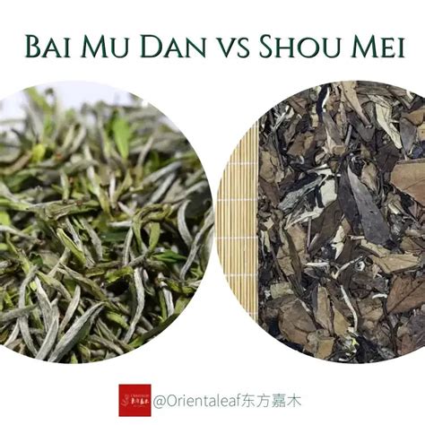 Bai Mu Dan Vs Shou Mei How To Choose The Right One？ Orientaleaf