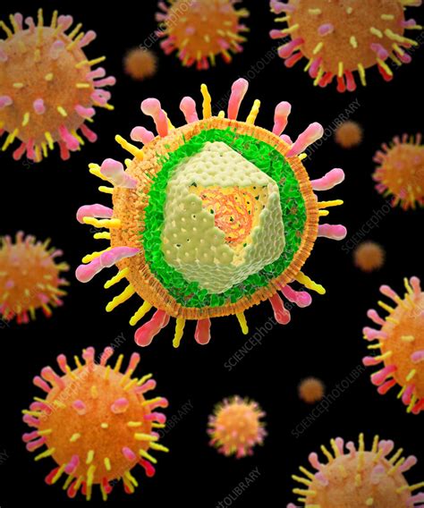 Herpes Zoster Virus Microscope