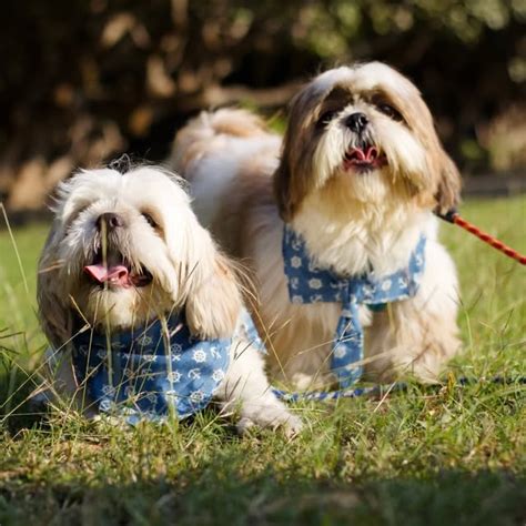 Goofy And Timtim Goofytimtim • Threads Say More