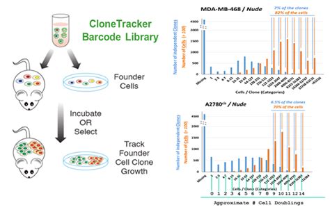 Lentiviral Barcode Libraries For Cell Labeling And Clonal Tracking