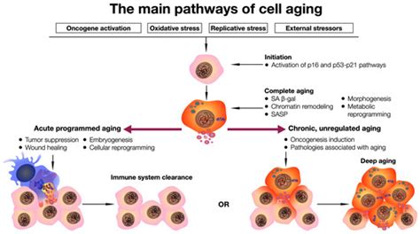Eternal Youth A Comprehensive Exploration Of Gene Cellular And