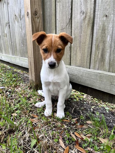 What Do You Think Lucy Lou The Rez Pup Is Rguessthebreed