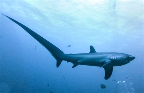 Thresher Shark Description Habitat Image Diet And Interesting Facts
