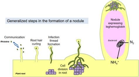 Bs3018 Plant Biology 8 Plant Microbe Interactions
