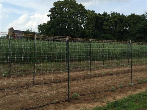 Trellises And Tomatoes Grow Appalachia
