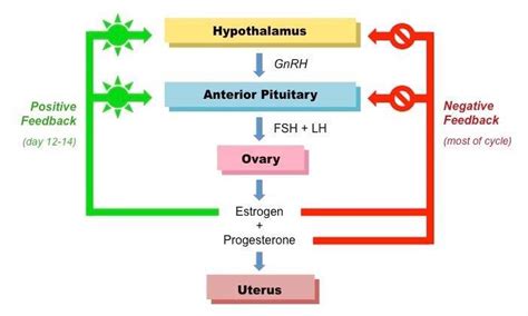 Dysmenorrhea What It Is Its Treatment And Causes Bjain