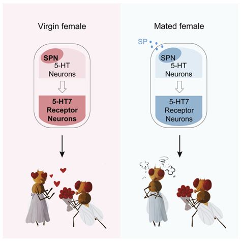 Sex Peptide Regulates Female Receptivity Through Serotoninergic Neurons In Drosophila Pmc
