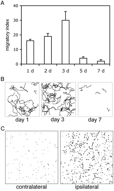 Characterization Of Perilesional Migration A The Peak Of Cellular