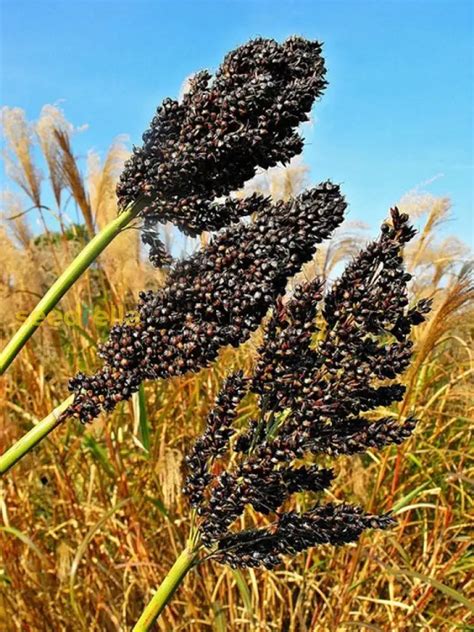 Black Sorghum Seeds For Planting Premium Grain Vegetable Seeds